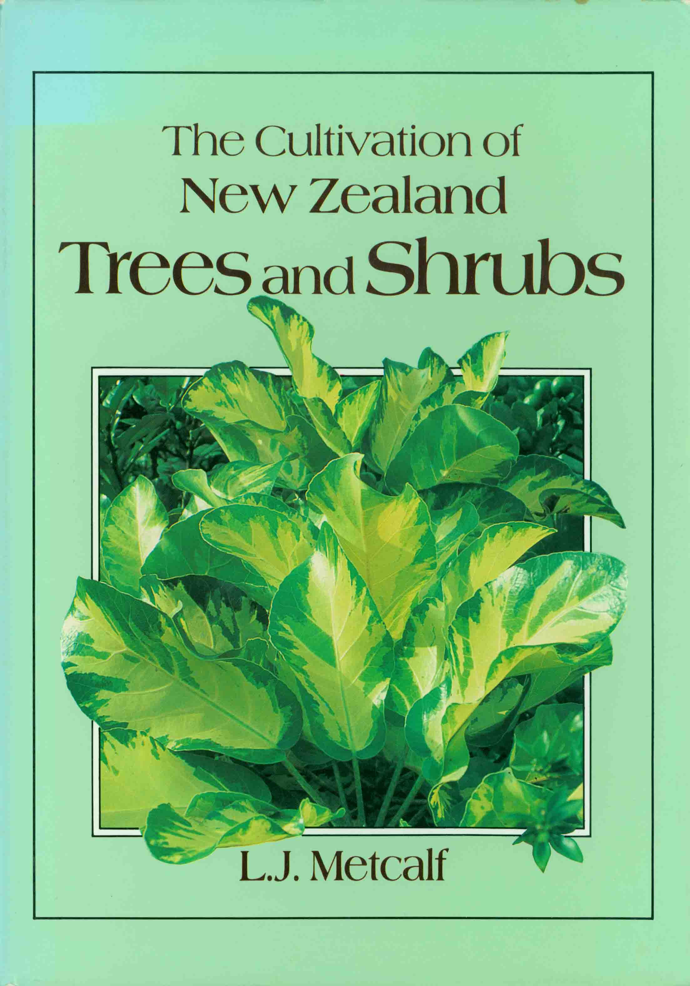 New Zealand Trees And Shrubs at Clara Moran blog